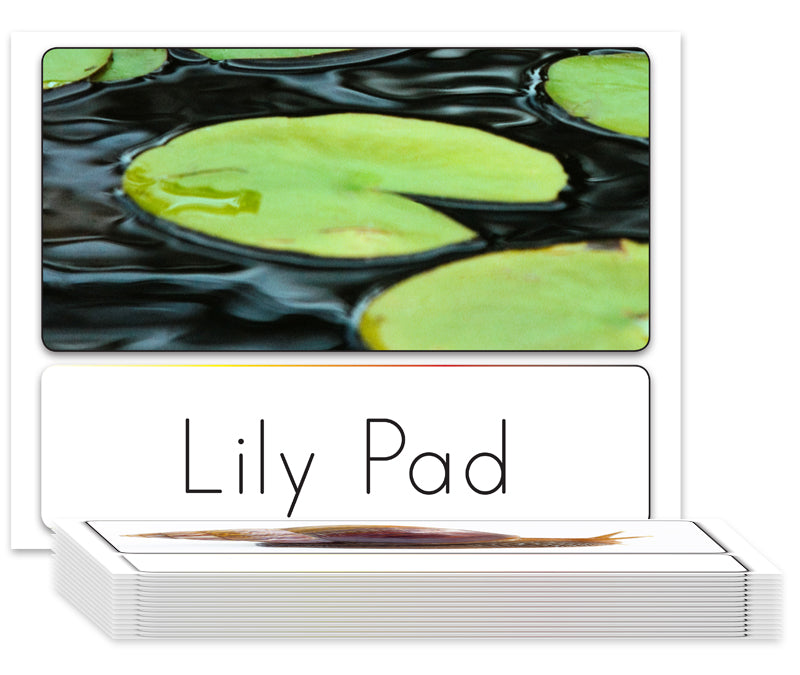 Word List (Pond Life)