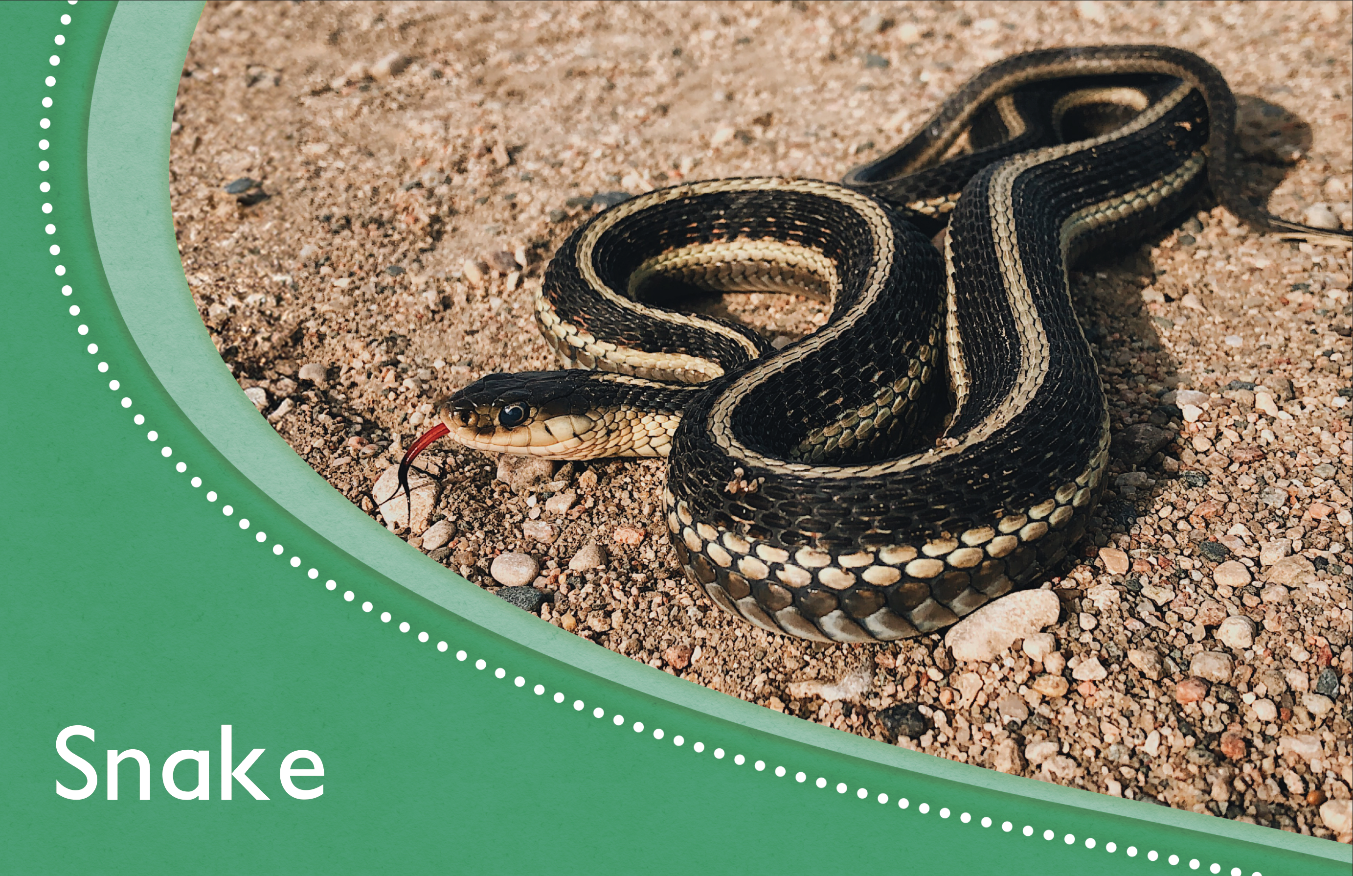 All Our Relations Card Set - The Crawlers (ETA April 1st 2026)