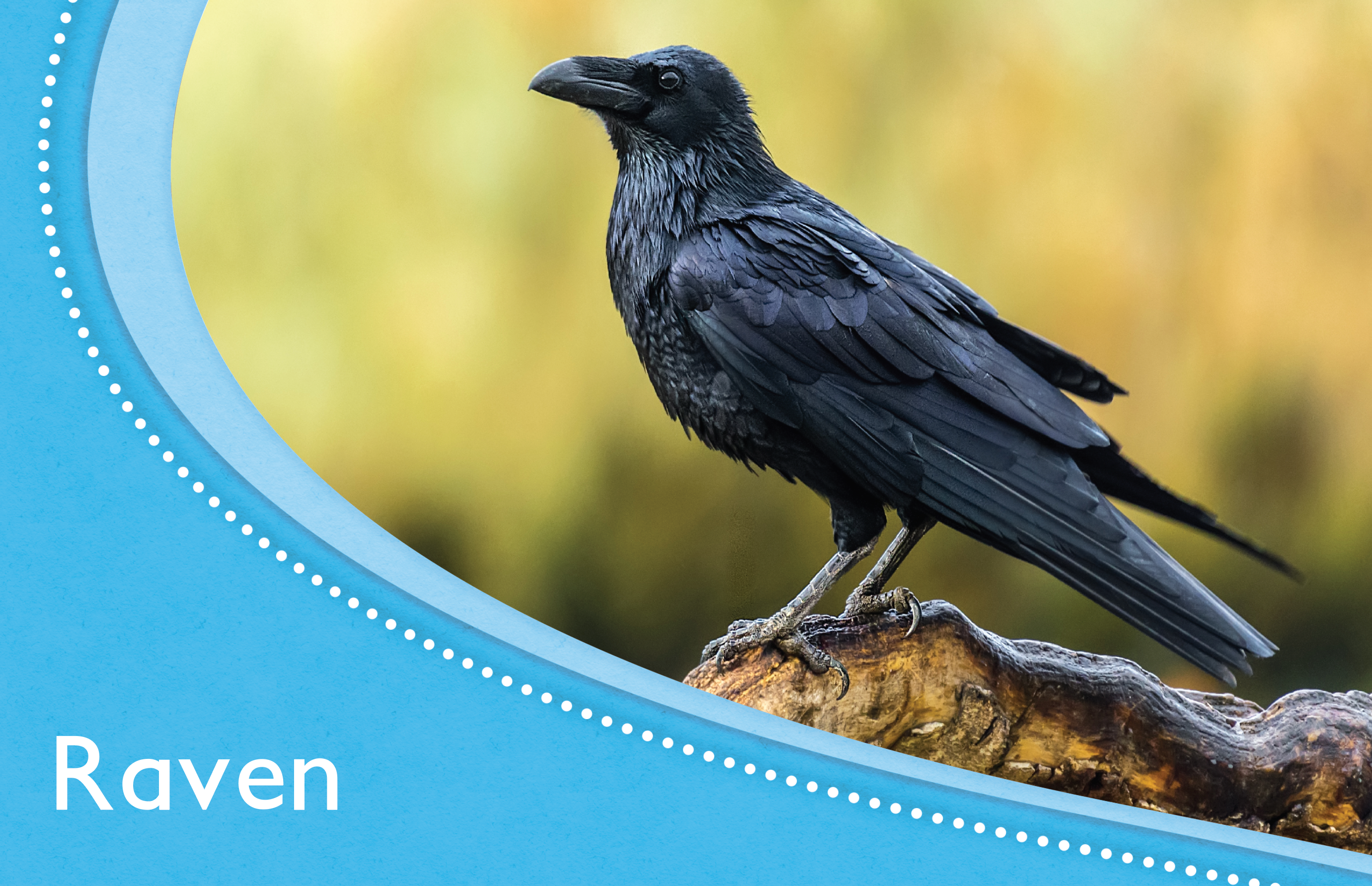 All Our Relations Card Set - The Winged-Ones (ETA April 1st 2026)