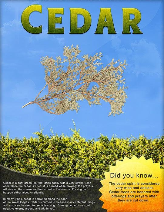 Medicine (Cedar)