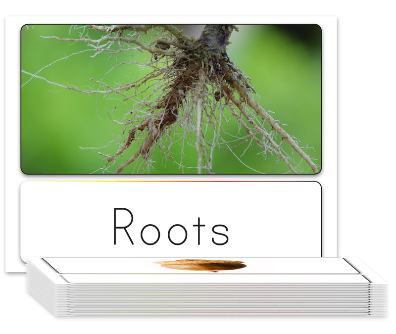 Word List (Tree Parts)